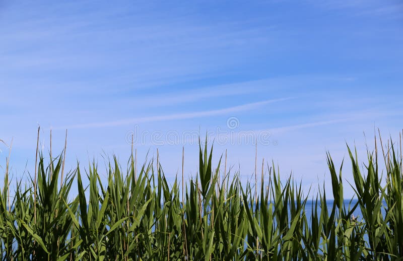 Spikey Leaves and Sky Background Stock Photo - Image of spikey, leaves ...
