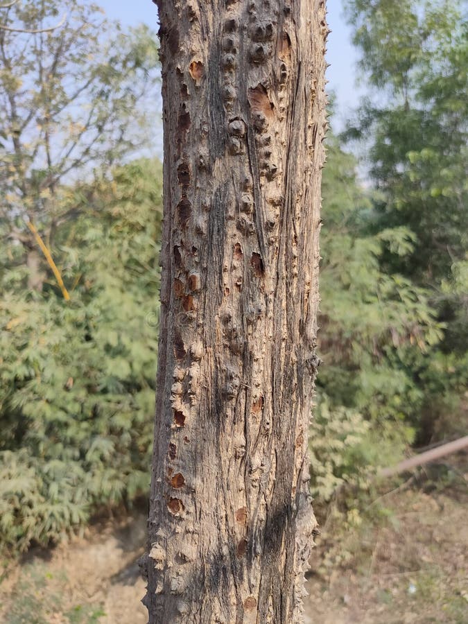 Spikey tree stock photo. Image of spiked, nature, scary - 88457150