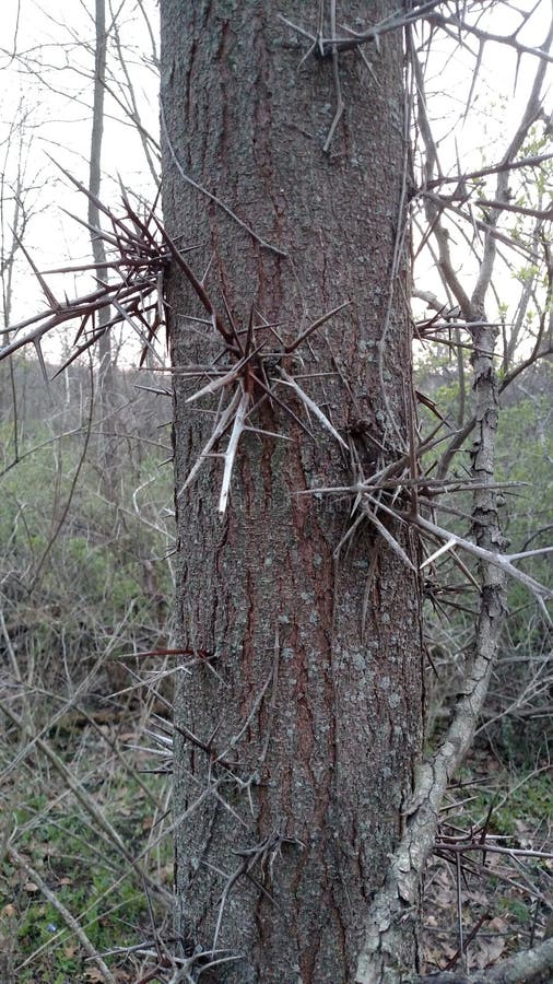 Spikey tree stock photo. Image of spiked, nature, scary - 88457150