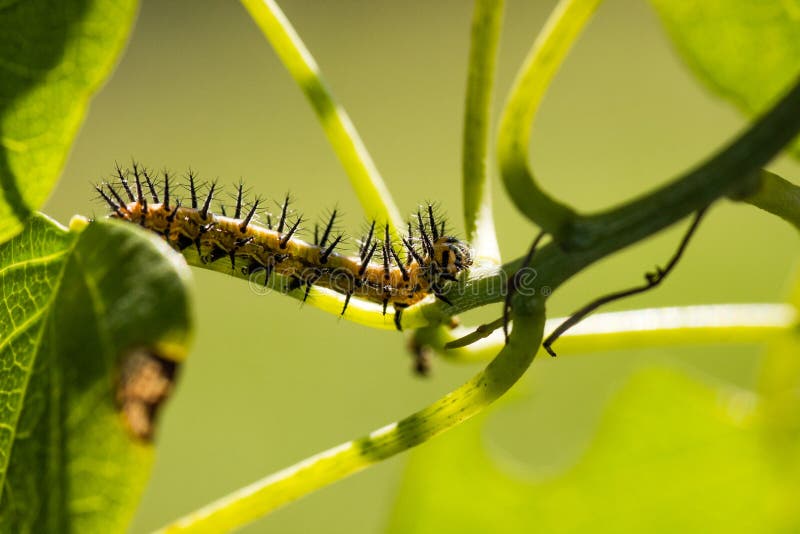 Spikey worm on a twig stock image. Image of green, spikey - 179228217