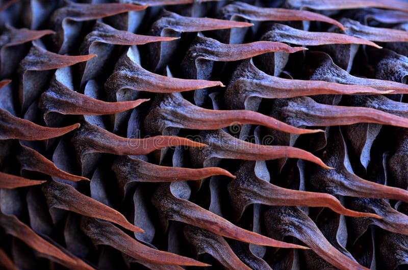 Spiky Abstract Background Textur Stock Image - Image of spiny, pattern ...