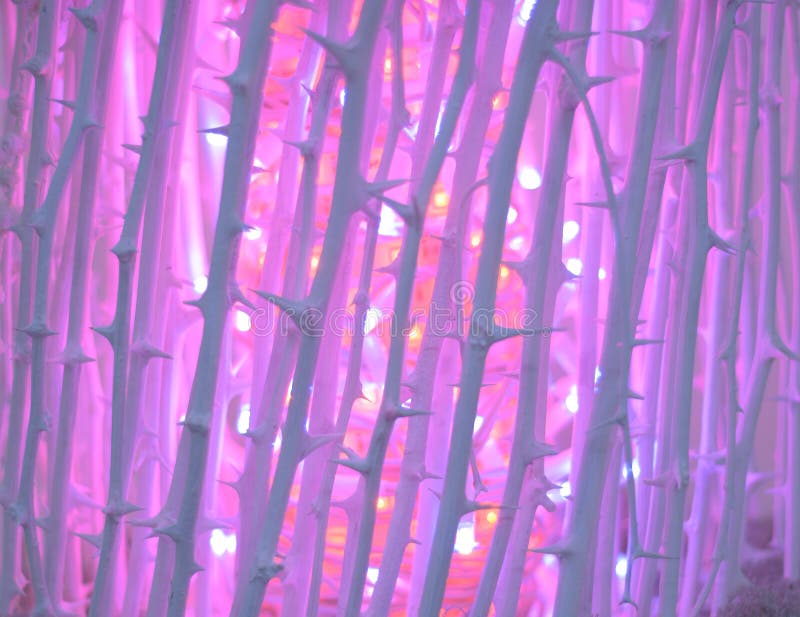Spiky Background. White Thorny Branches on a Pink Glowing Background ...