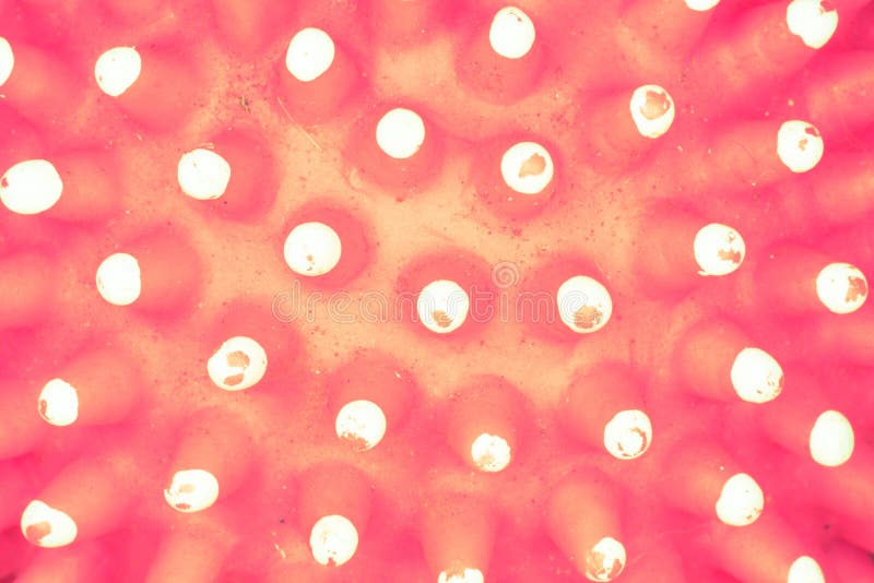 Spiky Ball Background - Pet Toys Stock Photo - Image of balls, round ...