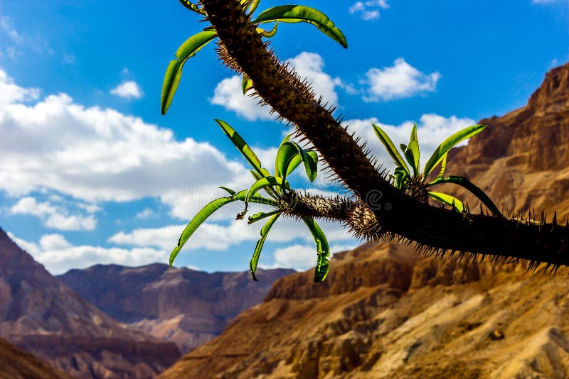 Spiky branch stock image. Image of green, branch, spiky - 70343899
