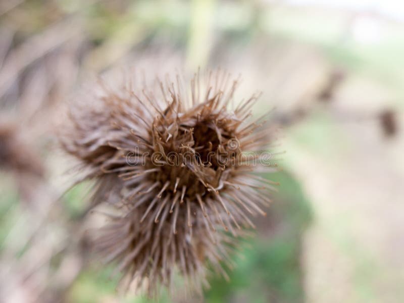 A Spiky Brown Flower Head in Spring Stock Image - Image of head ...