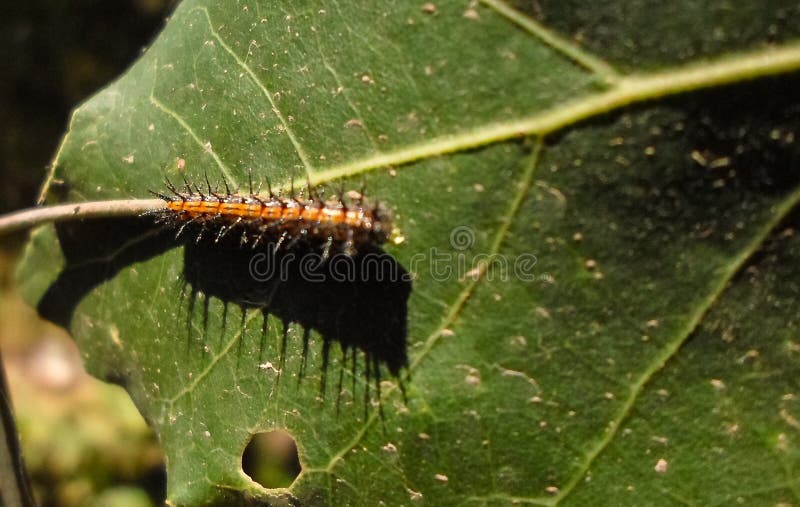 Spiky bug with silhouette stock image. Image of pattern - 128366869