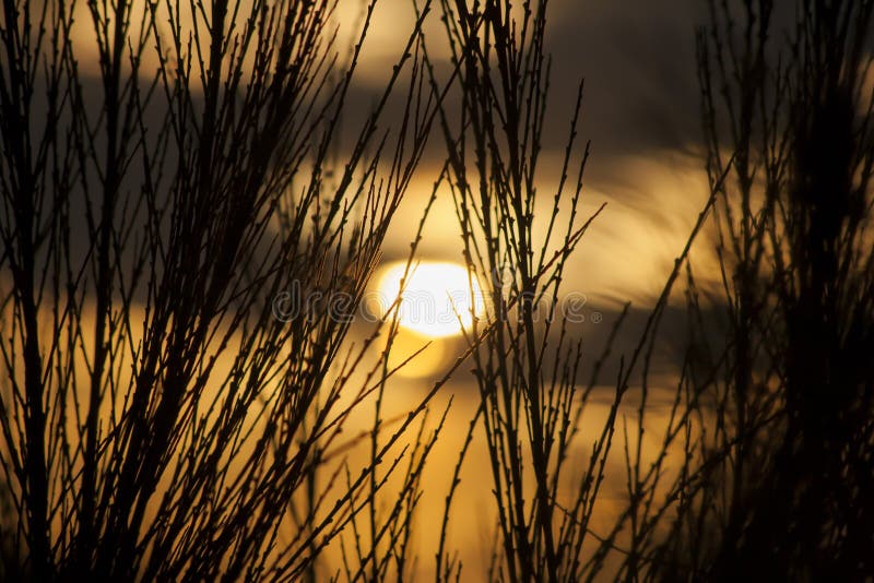 Spiky bushes stock image. Image of plant, spiky, forest - 90636357