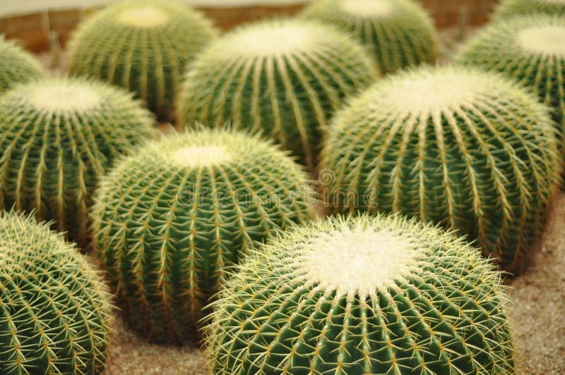 Spiky cactus stock image. Image of desert, spiky, spikes - 15361749