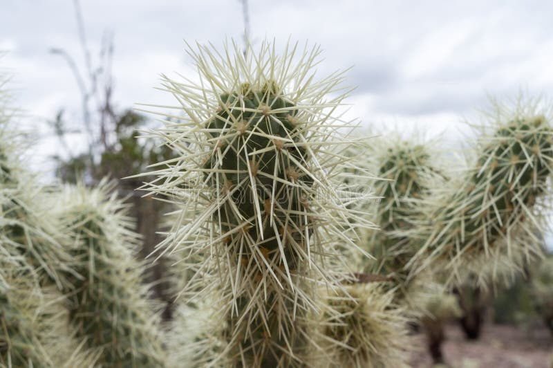 Spiky cactus stock photo. Image of desert, close, thorns - 22845390