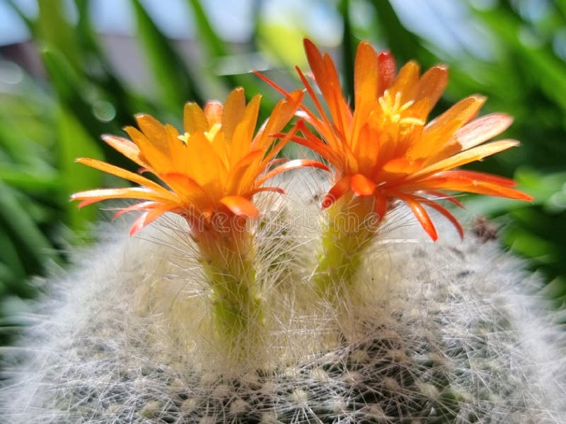 676 Spiky Orange Flowers Stock Photos - Free & Royalty-Free Stock ...