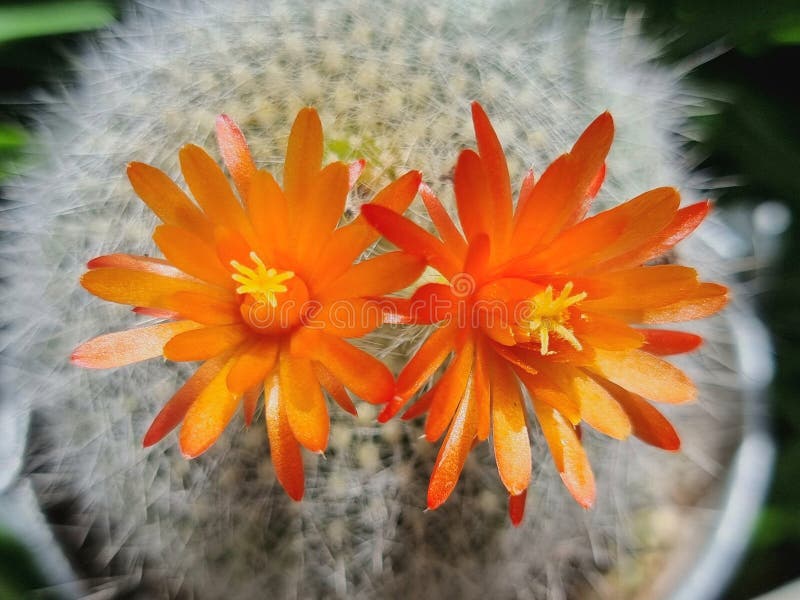 676 Spiky Orange Flowers Stock Photos - Free & Royalty-Free Stock ...