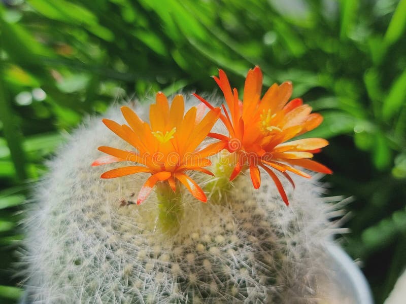 A Spiky Cactus with Two Orange Flowers. Blur Background and Selected ...