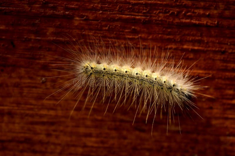 Spiky Caterpillar Picture. Image: 228081