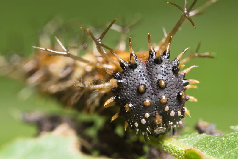 Spiky caterpillar face stock photo. Image of insect, eating - 8138246