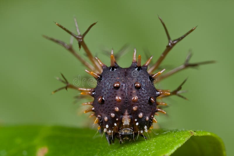 Spiky Caterpillar Portrait stock photo. Image of flora - 39038518