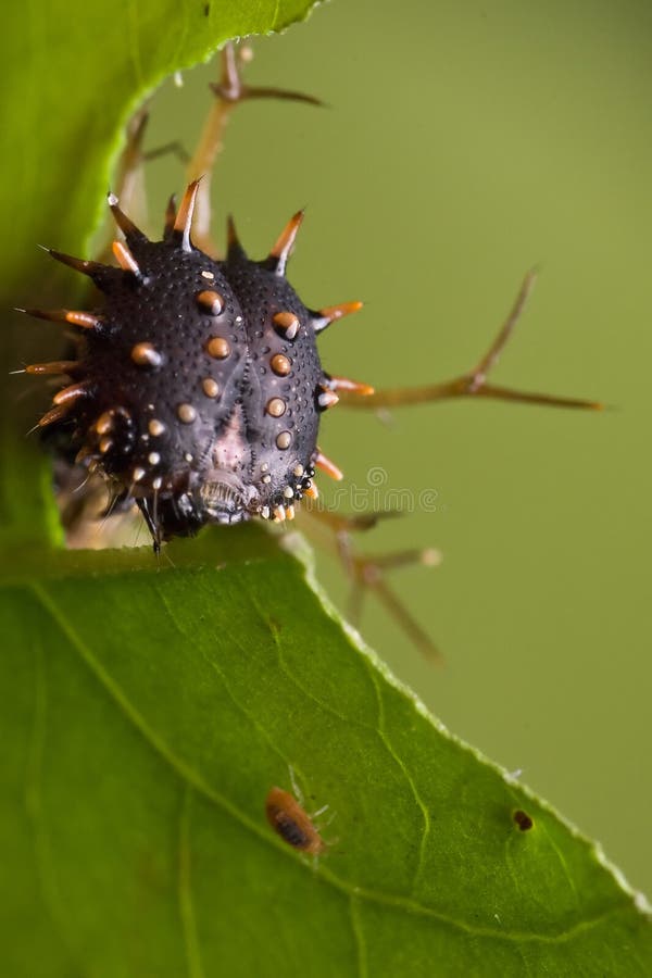 Spiky catterpillar stock photo. Image of bugs, catterpillar - 11743954