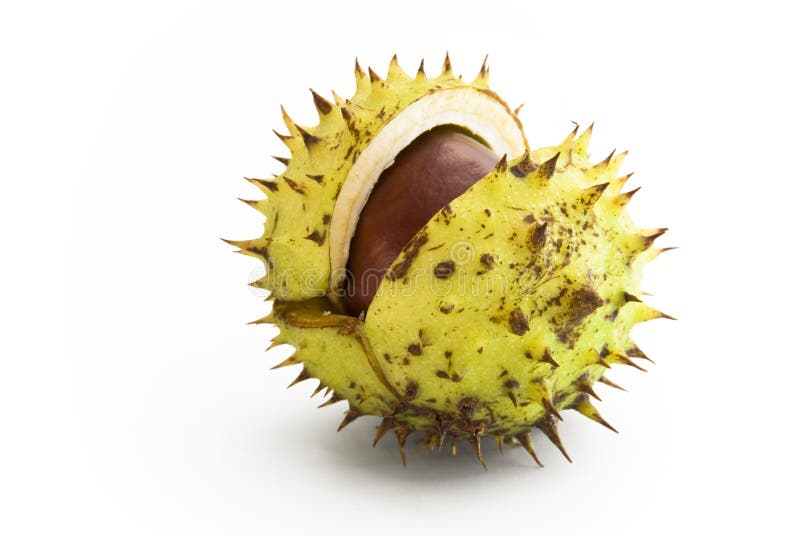Spiky chestnut fruit stock photo. Image of break, background - 11270516