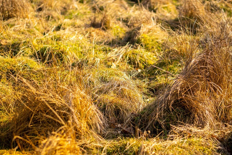 Dry yellow field grass stock image. Image of meadow - 146812273
