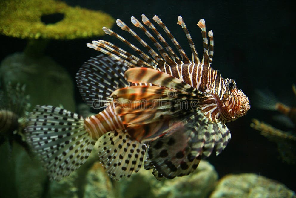 Spiky fish stock photo. Image of water, dangerous, green - 12735482