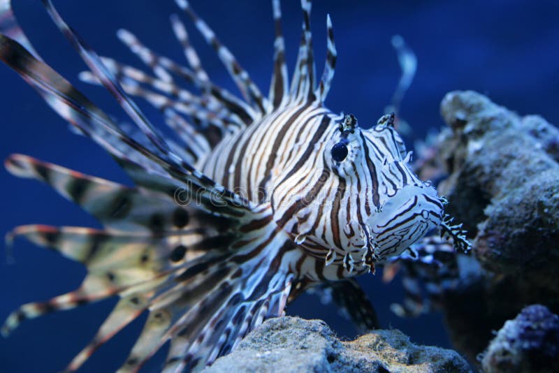 Spiky fish stock photo. Image of stripes, deep, ocean - 2449102