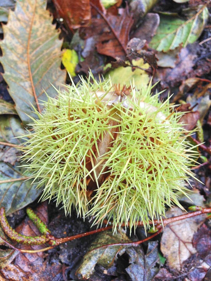Green spiky chestnut stock image. Image of food, nature - 10849245