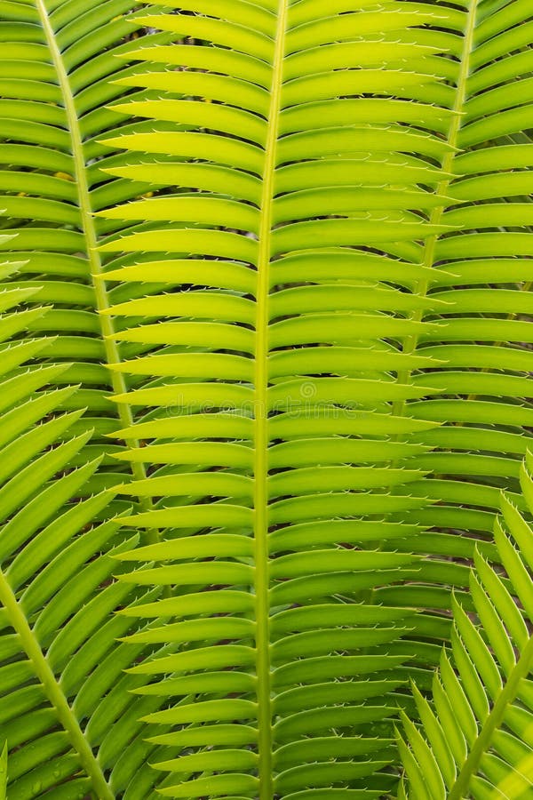 Fern Leaves on Dark Background in Jungle. Dense Dark Green Fern Leaves ...