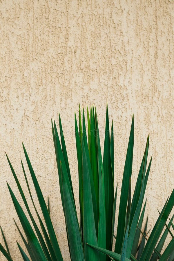 Spiky Yucca Leaves on Wall Background, Copy Space from Above Stock ...