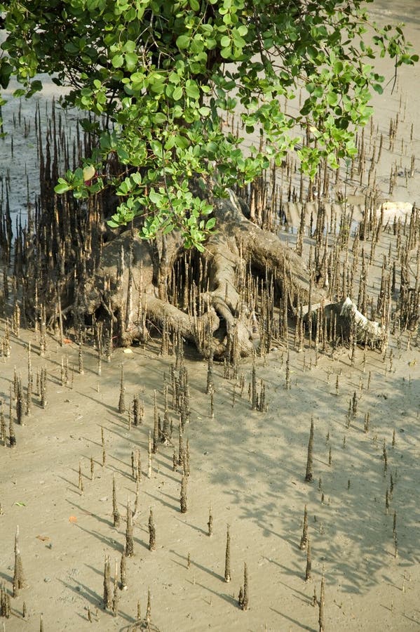 Spiky Ground stock photo. Image of nature, muddy, spiky - 475128