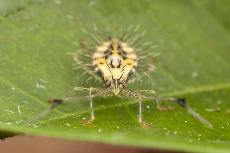Spiky Leaf Footed Bug Nymph (later Stage: Side Vie Stock Photo - Image ...