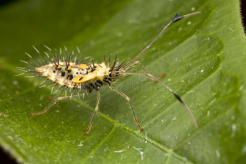 Spiky Leaf Footed Bug Nymph (later Stage: Side Vie Stock Photo - Image ...