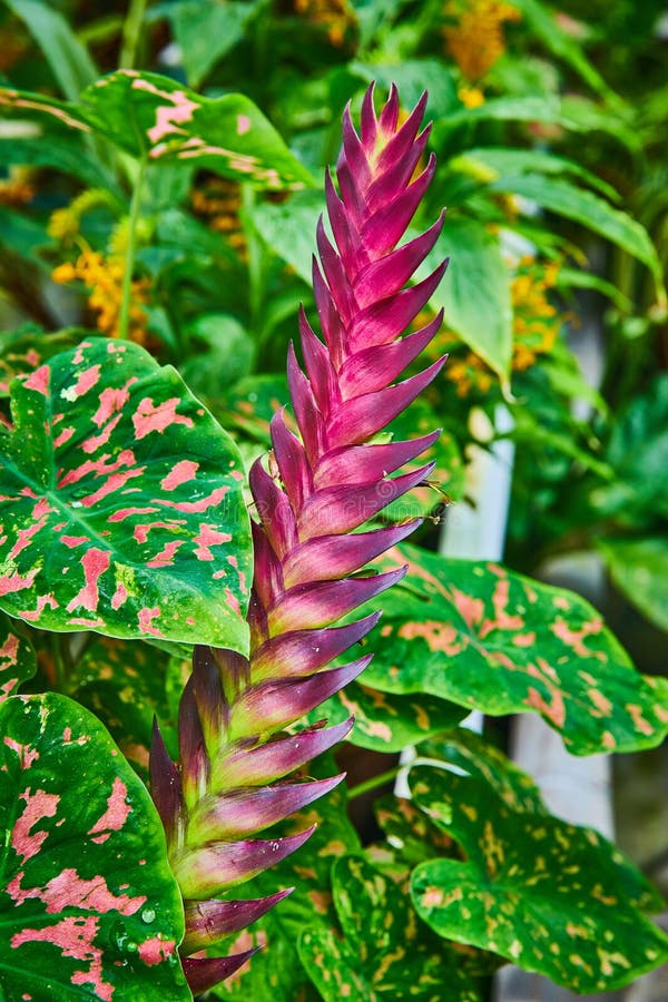 Spiky Leaf with Green Center Stem Leading To Sharp Maroon Tipped Leaves ...