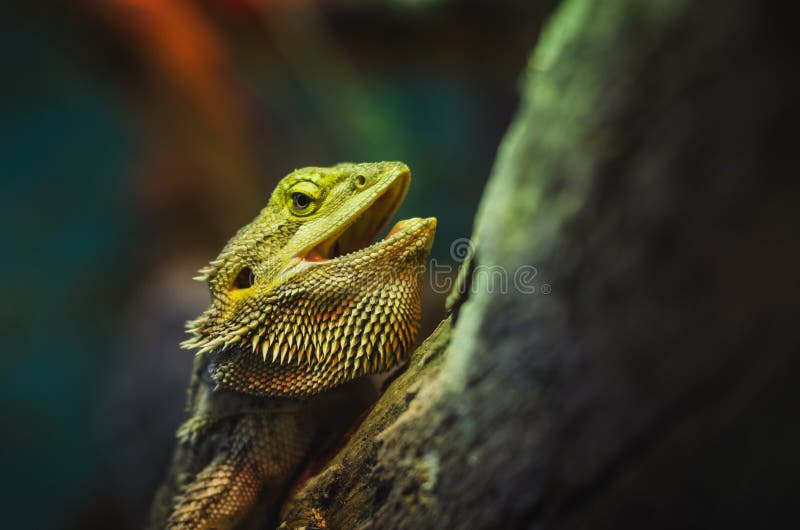 Spiky lizards stock photo. Image of australian, iguana - 48437848