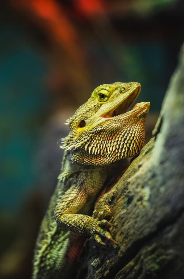 Spiky lizards stock image. Image of scaly, lizards, australia - 48437849