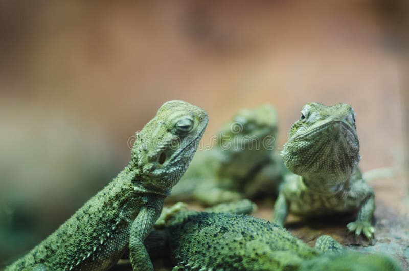 Spiky lizards stock image. Image of closeup, lizard, body - 48437869