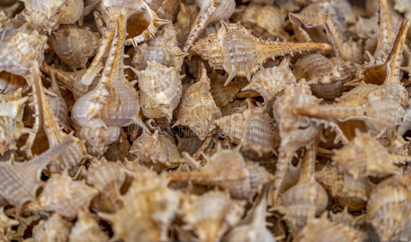 Spiky marine snail shells stock photo. Image of coiled - 273600230