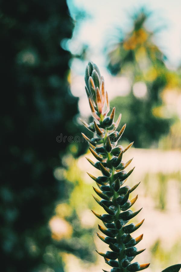 Detail of a Spiky Plant in the Wild Stock Photo - Image of copy, space ...