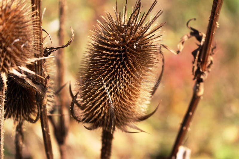 Spiky plant stock image. Image of spiny, plant, garden - 112344929