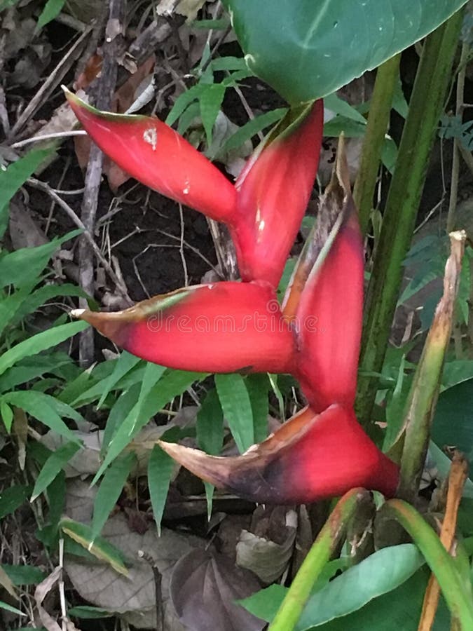 Red Hawaiian flower stock image. Image of hawaiian, plant - 118258471