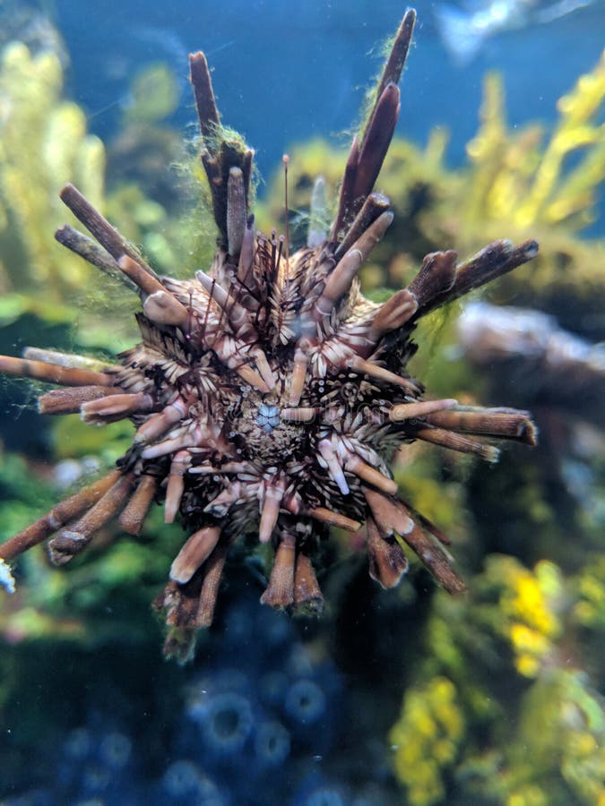 461 Spiky Fish Stock Photos - Free & Royalty-Free Stock Photos from ...