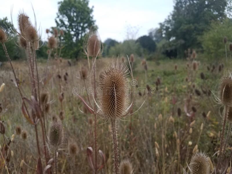 Spiky or Sharp Brown Weeds or Wildflower Teasel Plants Stock Image ...
