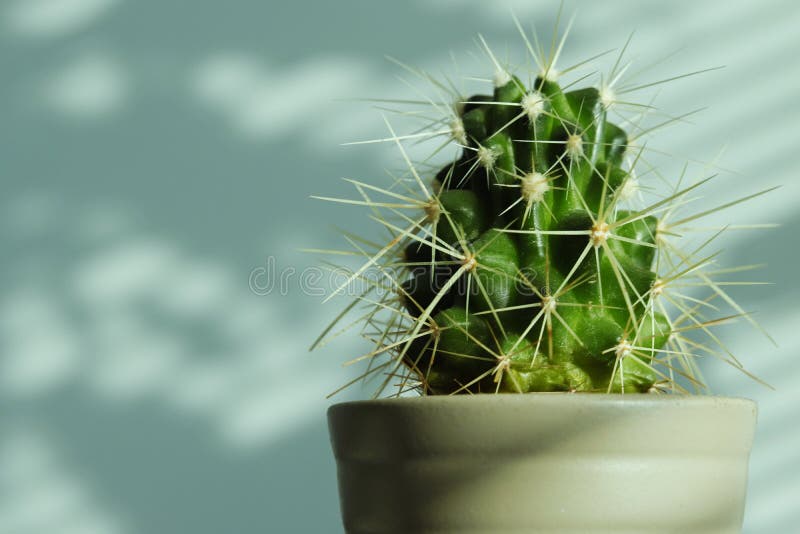 Spiky Sharp Thorn Cactus on a Pot. Stock Photo - Image of leaf, life ...