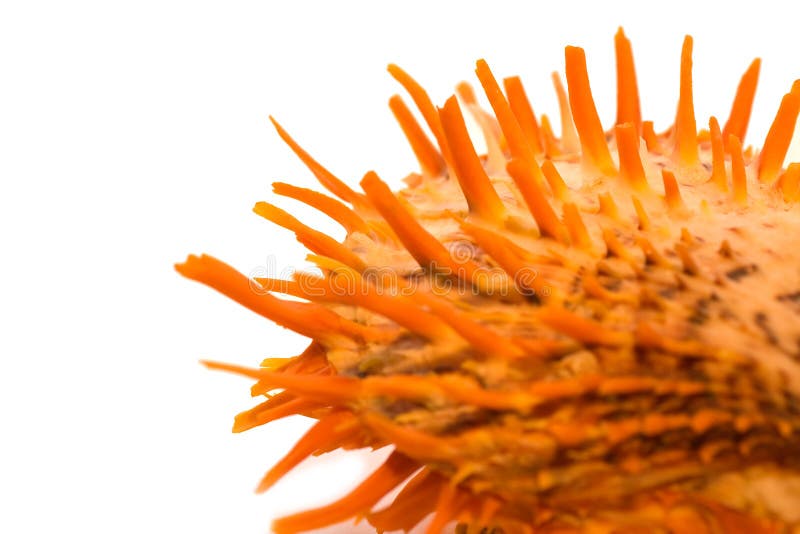 Spiky shell stock image. Image of side, long, white, right - 8792283