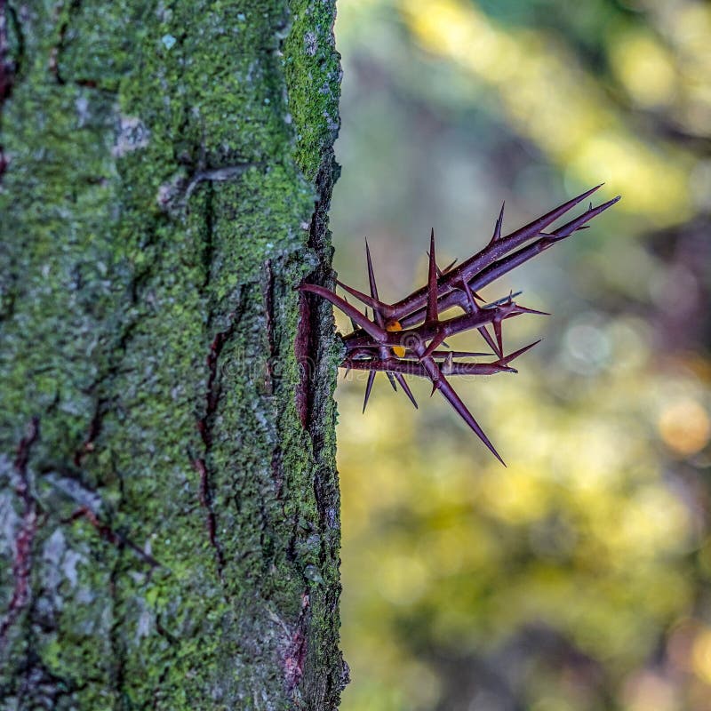 Spiky Thorns on an Acacia Tree Trunk Stock Image - Image of thorns ...