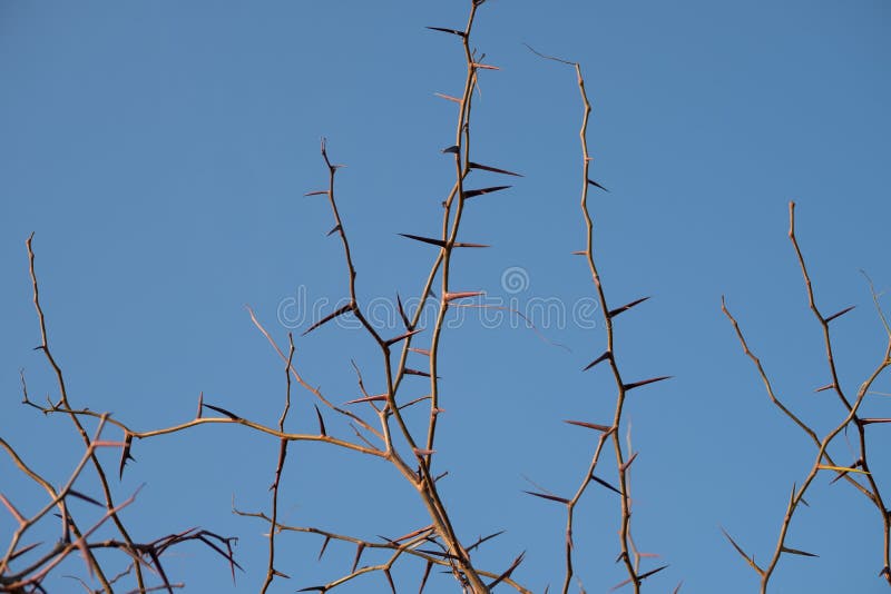 Spiky Tree Branches. Prickly Tree. Tree with Thorny Branches without ...