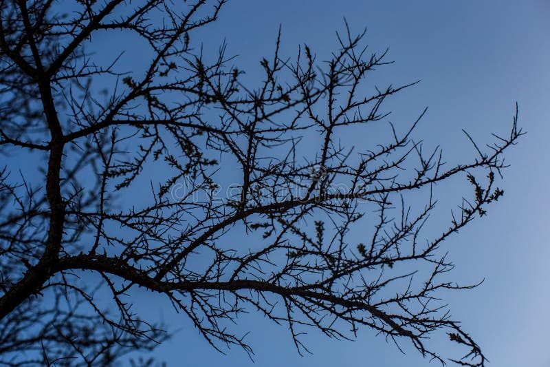 Spiky Tree Branches Against the Blue Sky. Prickly Tree Stock Photo ...