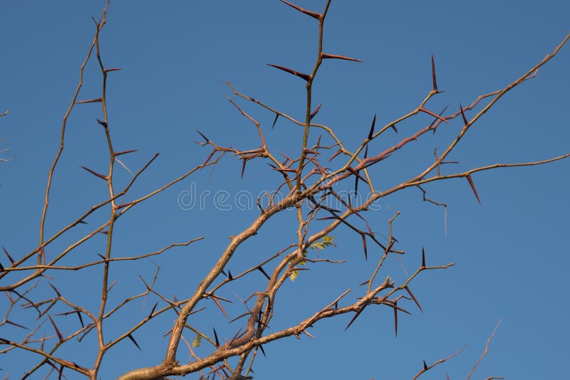 Spiky Tree Branches. Prickly Tree. Tree with Thorny Branches without ...