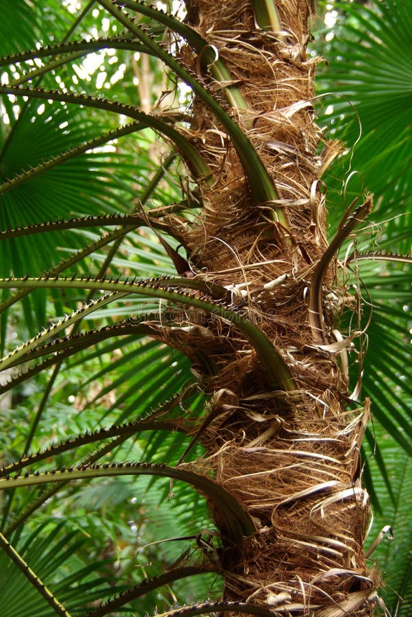 Spiky Tree Trunk stock photo. Image of furry, leaf, climate - 5684638