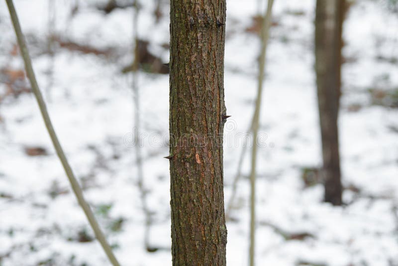 Spiky Tree Branches. Prickly Tree. Tree with Thorny Branches without ...