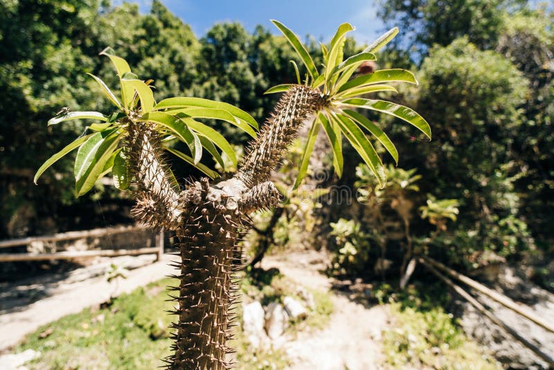 Spiky Tree Trunk and Branches of a Madagascar Palm Stock Photo - Image ...