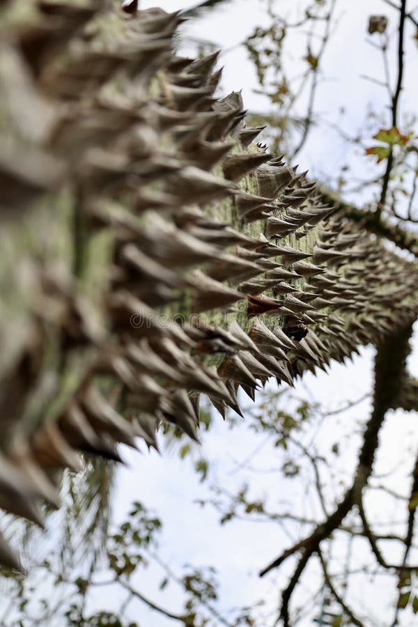 Spiky tree trunk stock photo. Image of design, environment - 352837456